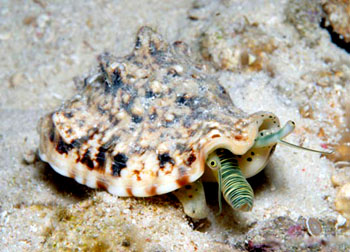 凤螺总科 Strombacea 蓝色动物学（中国动物学科普）